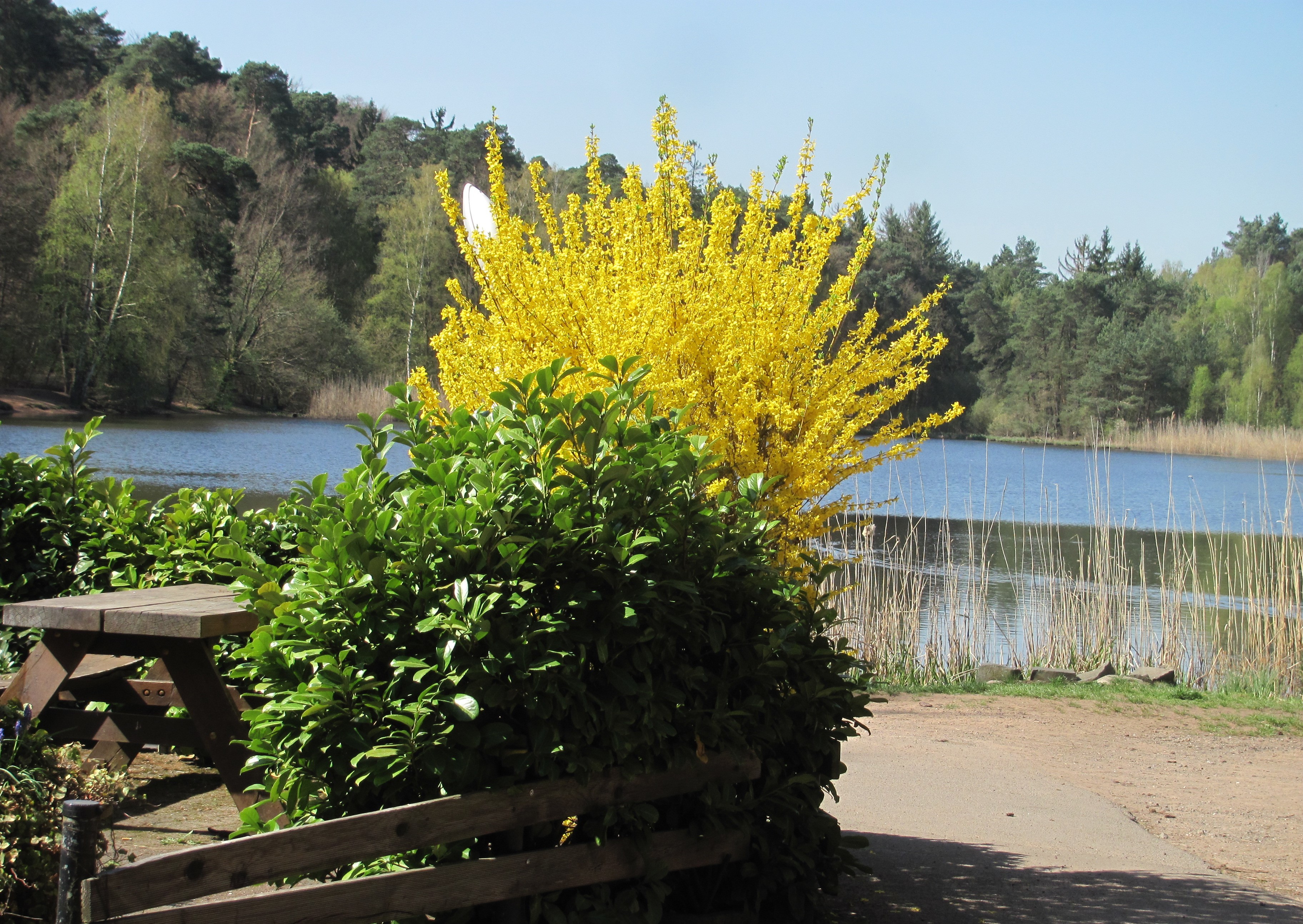 Mein Lautern -die Erste !: wer richtig hinschaut für den hat Lautern ...