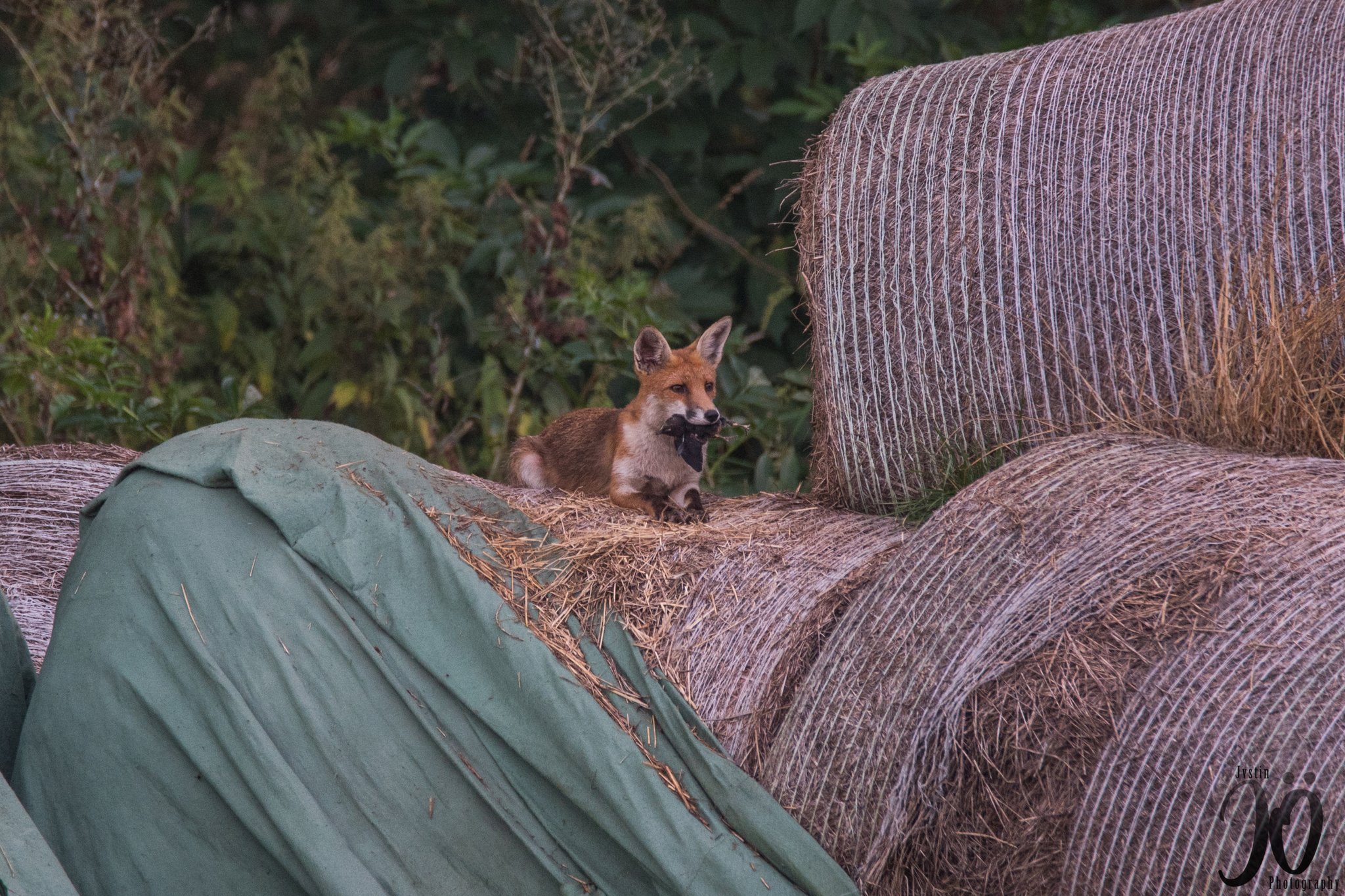 Deutschlands Tierwelt: Fressen und Gefressen werden - Fuchs mit Beute ...