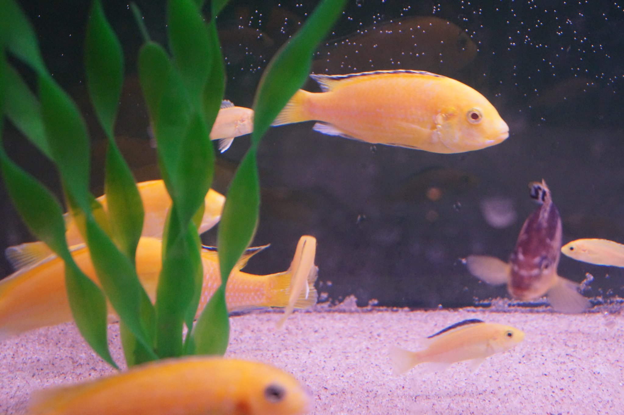 50. Kurpfälzer Zierfisch- & Wasserpflanzenbörse: Alles was ins Aquarium ...