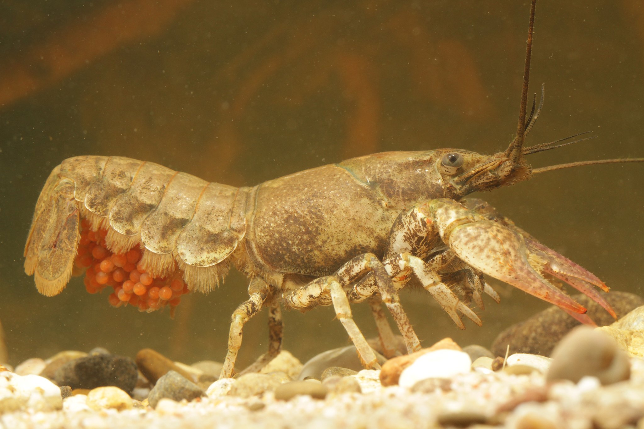 Ein Gewirr an Zuständigkeiten erschwert die Bekämpfung des ...