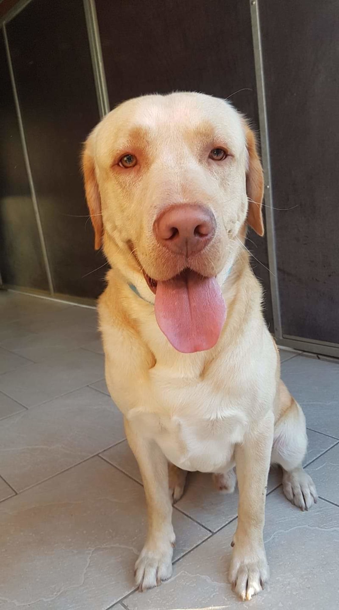 Dinjo wartet noch immer... - Landstuhl