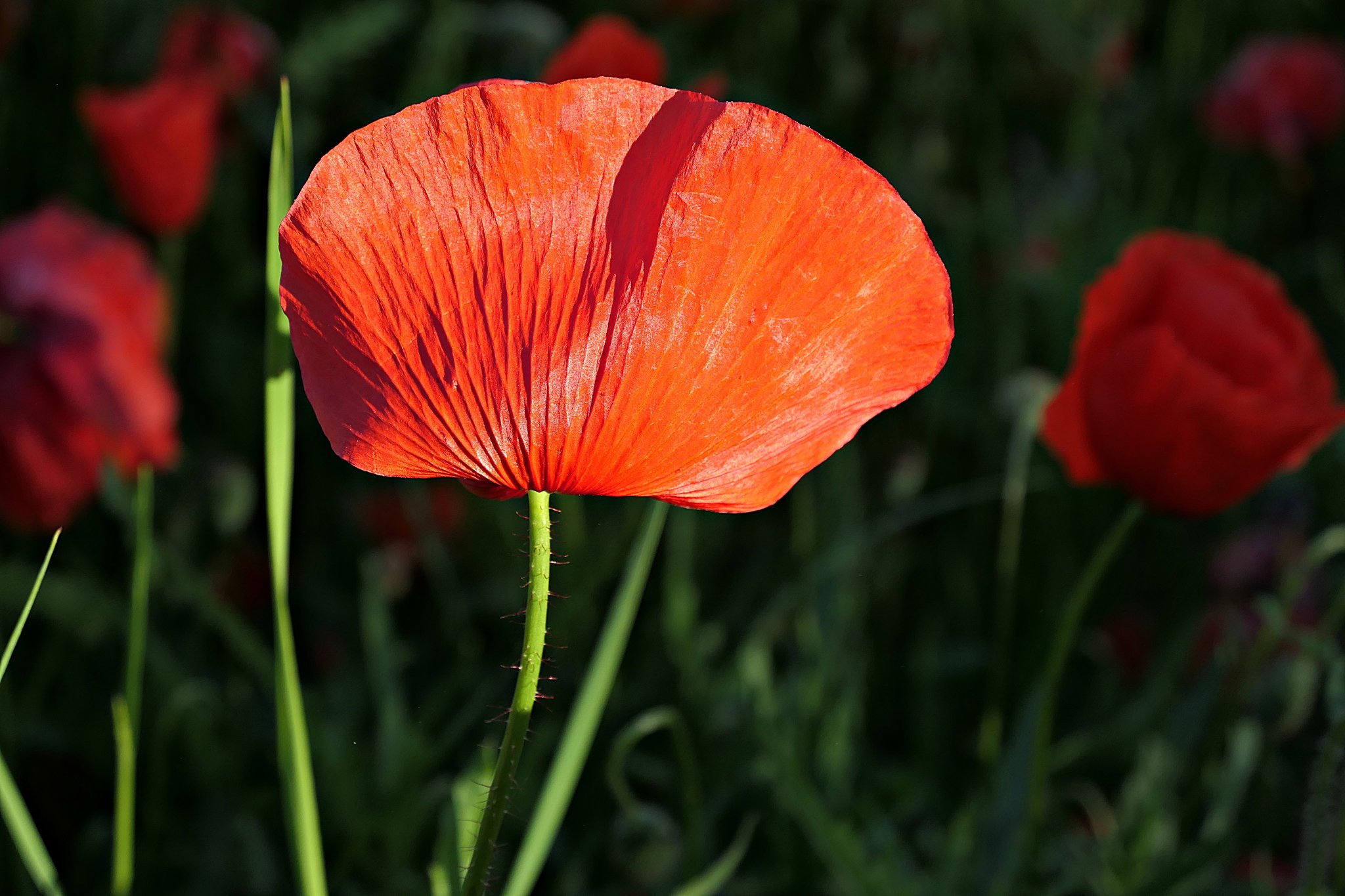 Bildergalerie: Fotos aus der Pfalz und Baden: Der Mai in Bildern ...