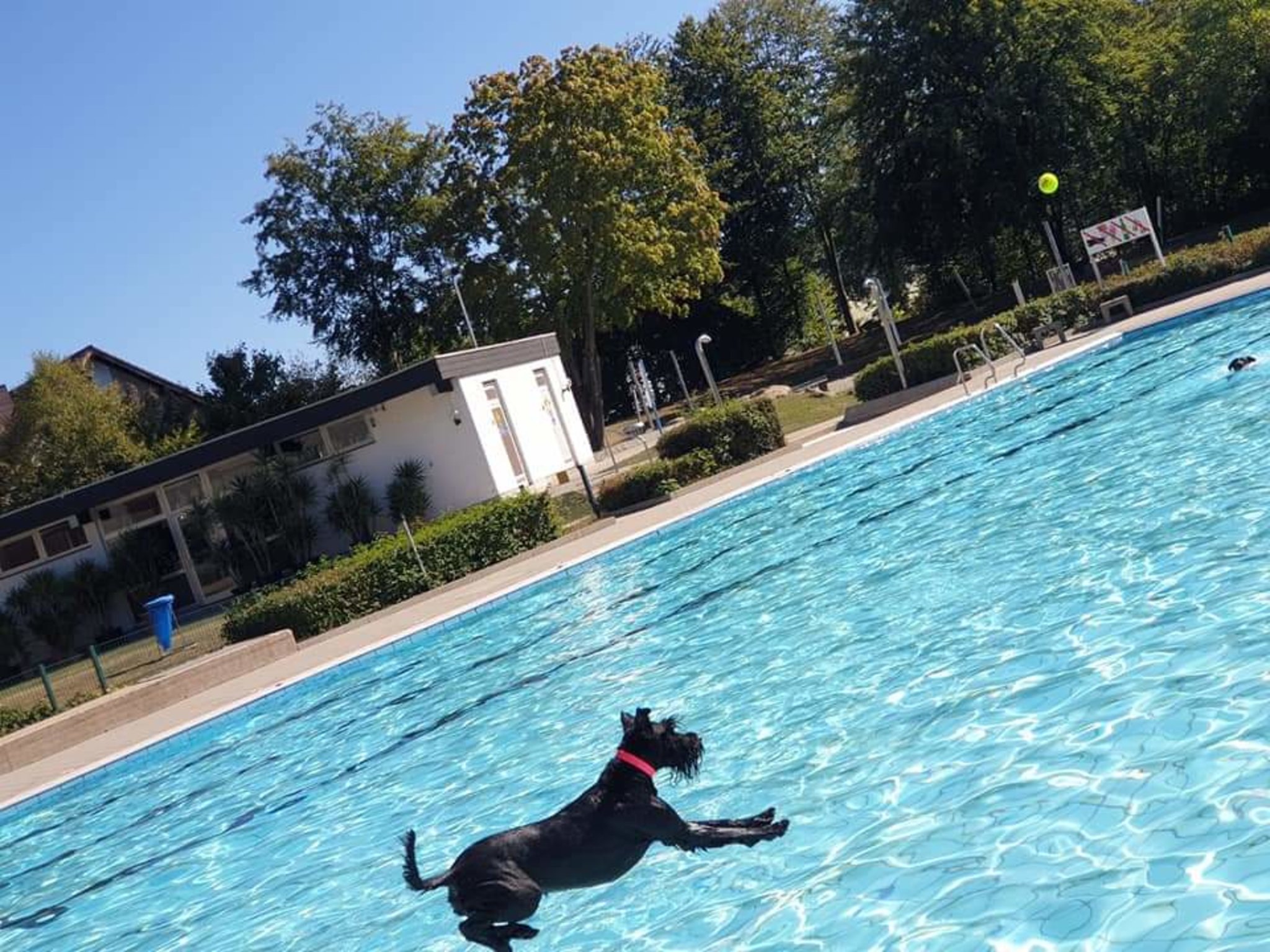 Hundeschwimmen im Waldfreibad Rodenbach - Weilerbach