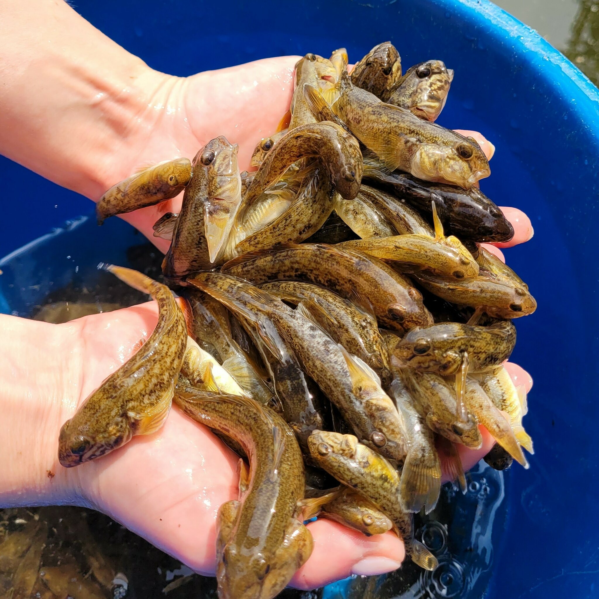 Flussgrundel hat den Rhein in der Region erreicht: Neue Fischart im ...