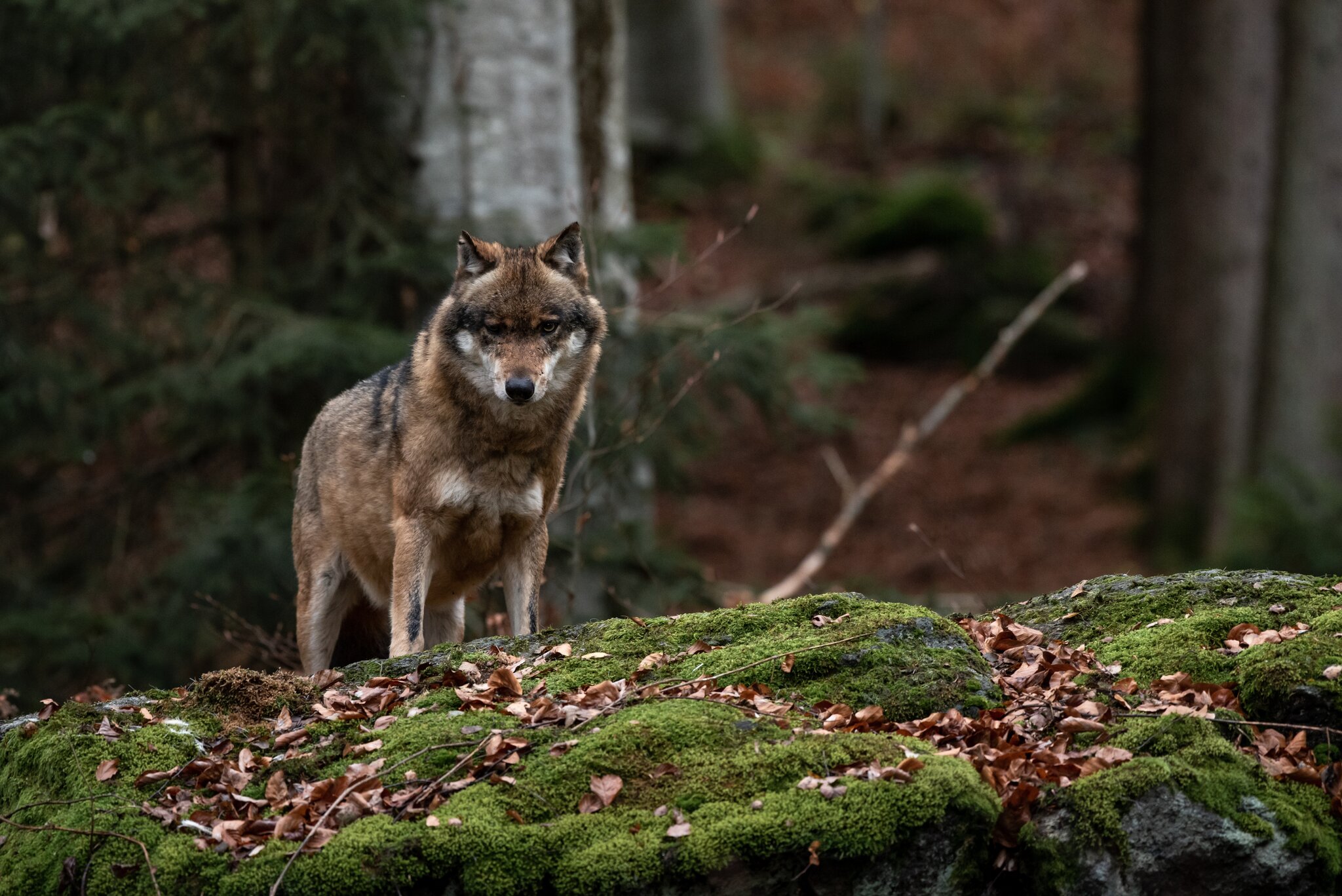 KLUWO bestätigt weiteren Wolf im Pfälzerwald - Hochspeyer