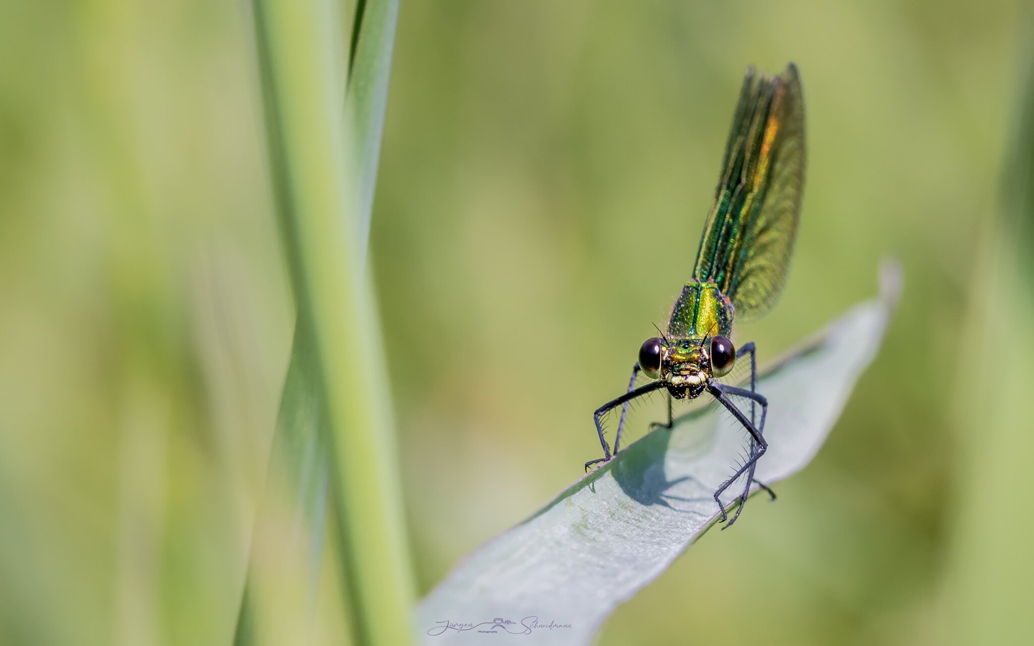 Kleinlibellen: Die gebänderte Prachtlibelle (Calopteryx splendens) - Pirmasens