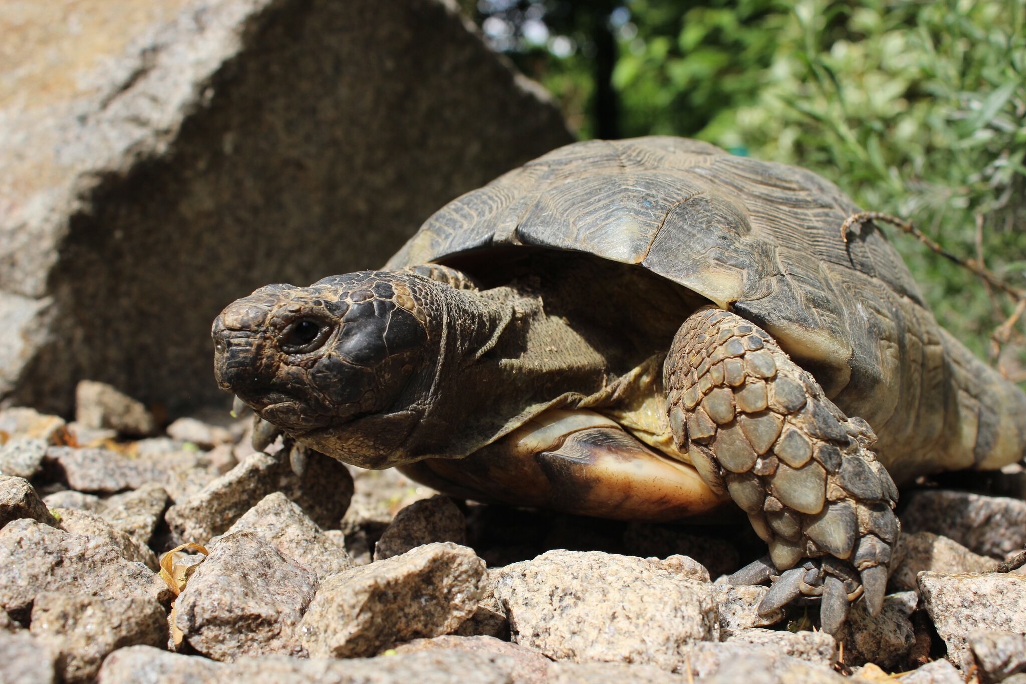 „Liebe geht durch den Magen“: Schildkrötenstammtisch im Zoo Landau - Landau