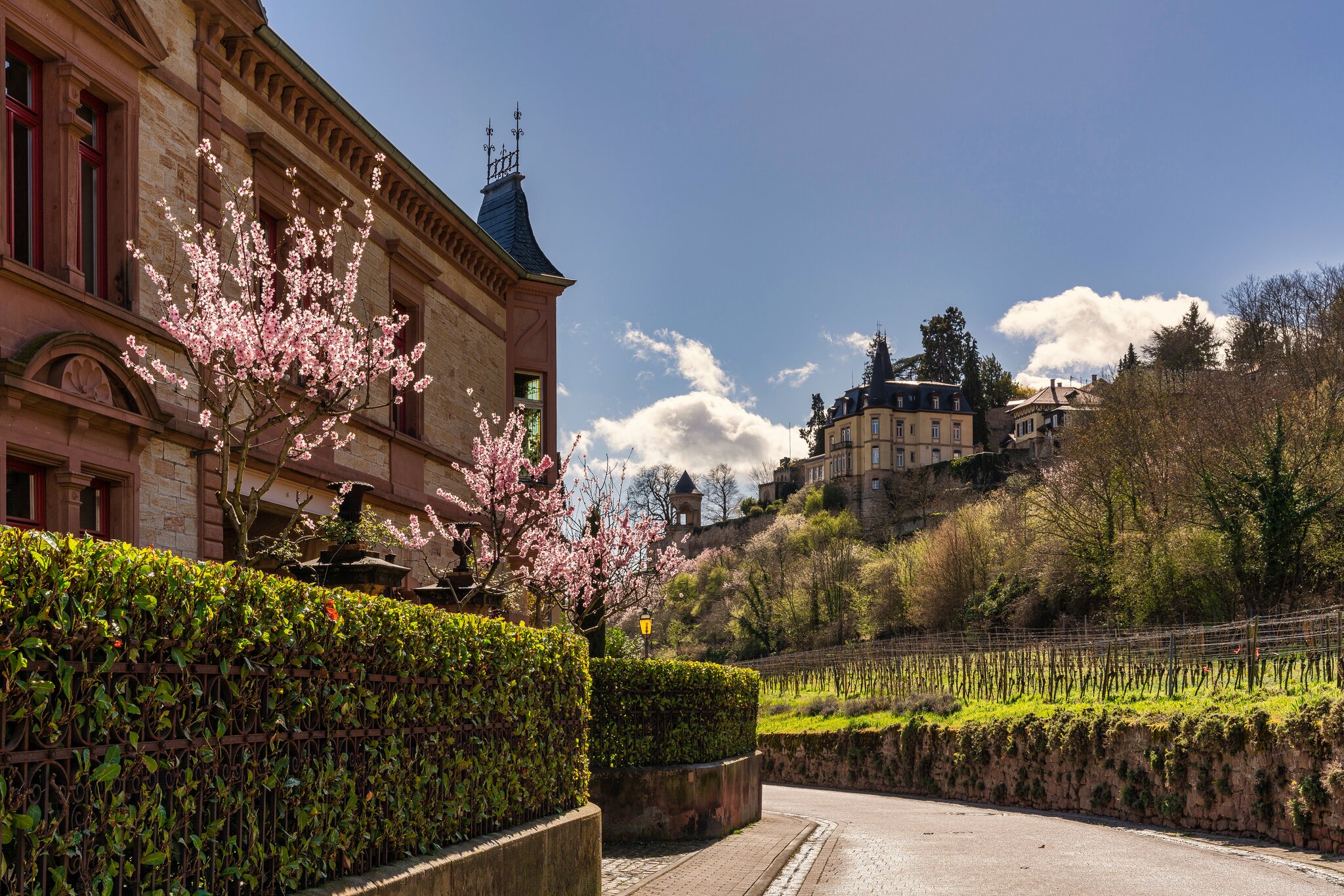 Spaziergang durch die Pfalz: Mandelblüte am Haardter Schloss - Neustadt ...