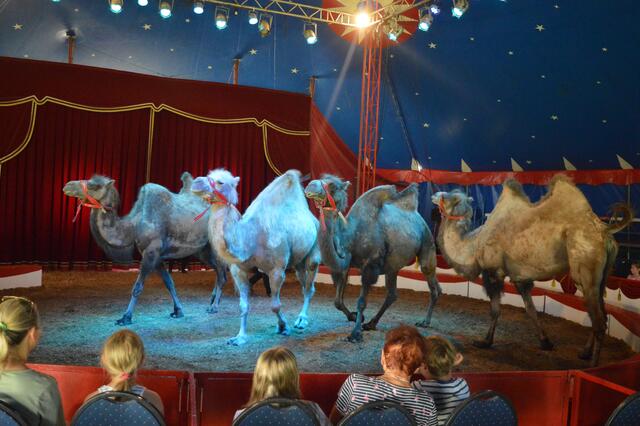 Rolina in Bexbach: Spitzen Manegen Cocktail in Bexbach auf dem ...