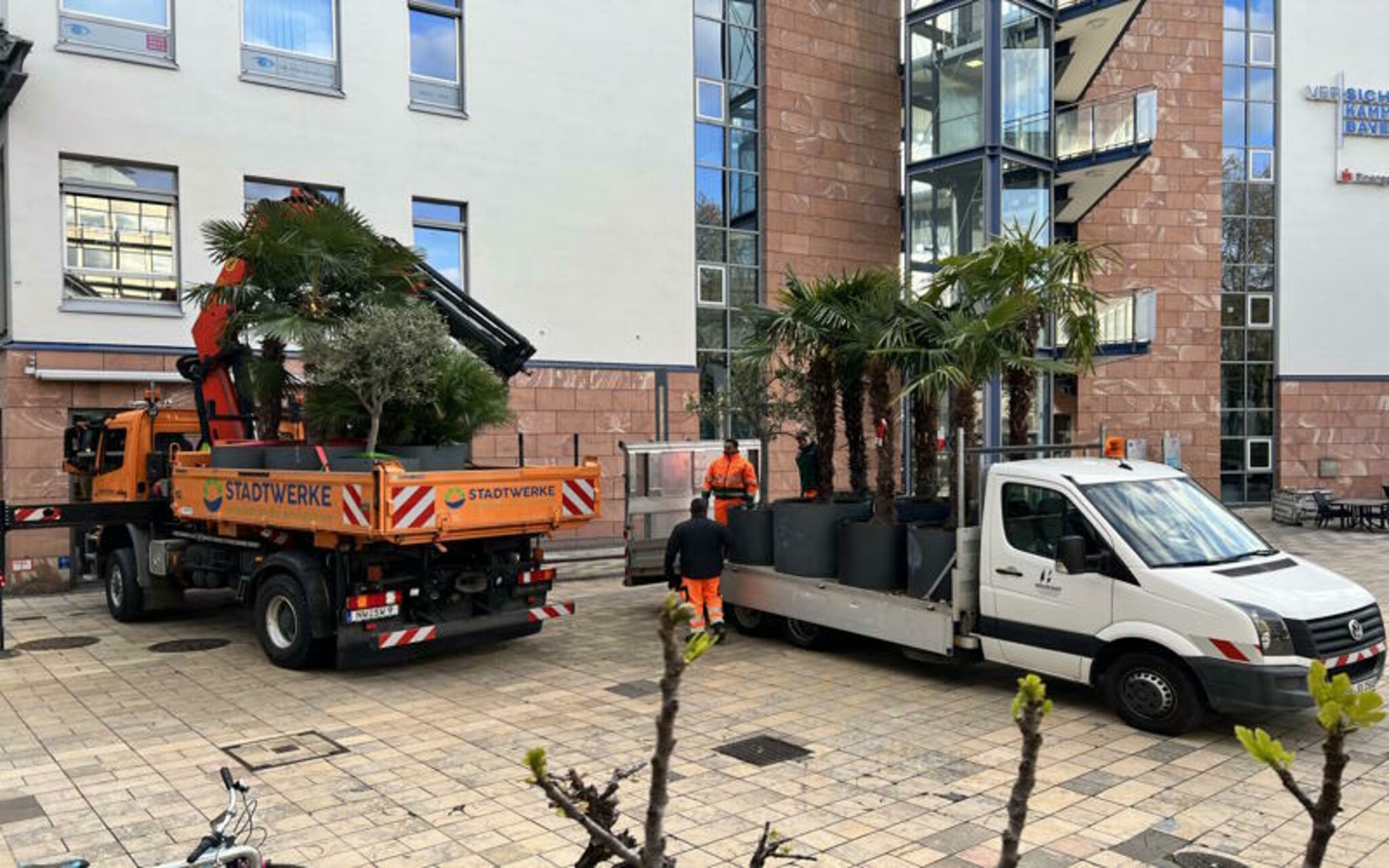 Neustadter Palmen werden ins Winterquartier gebracht - Neustadt/Weinstraße