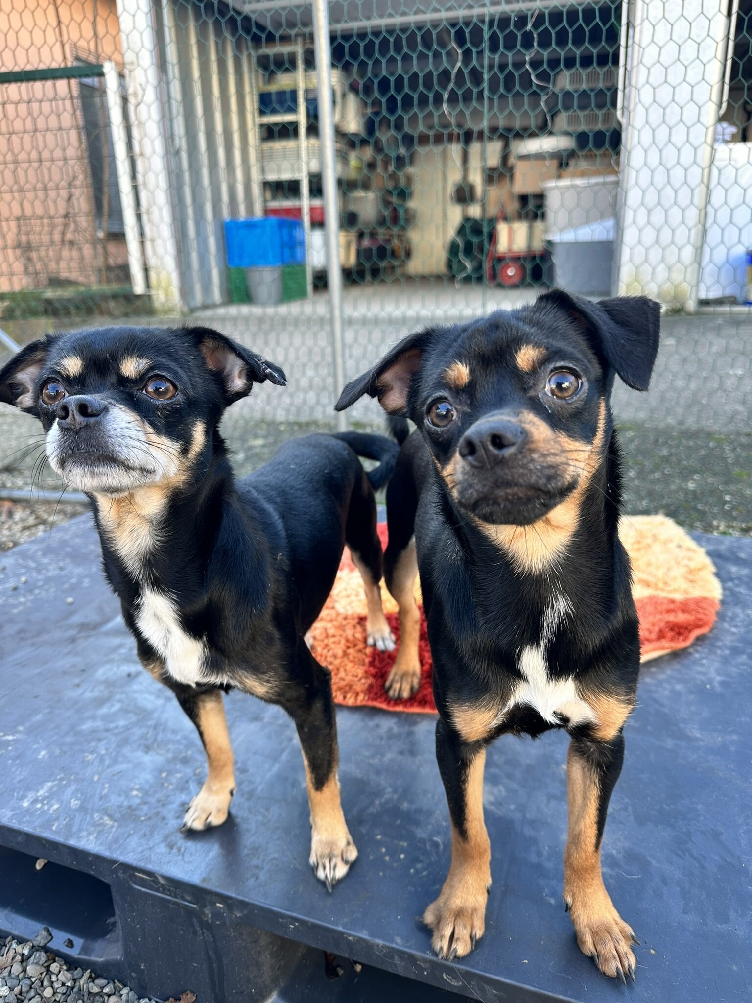 Frankenthaler Tierschutzverein: Chihuahua Mixe suchen Zuhause - Frankenthal