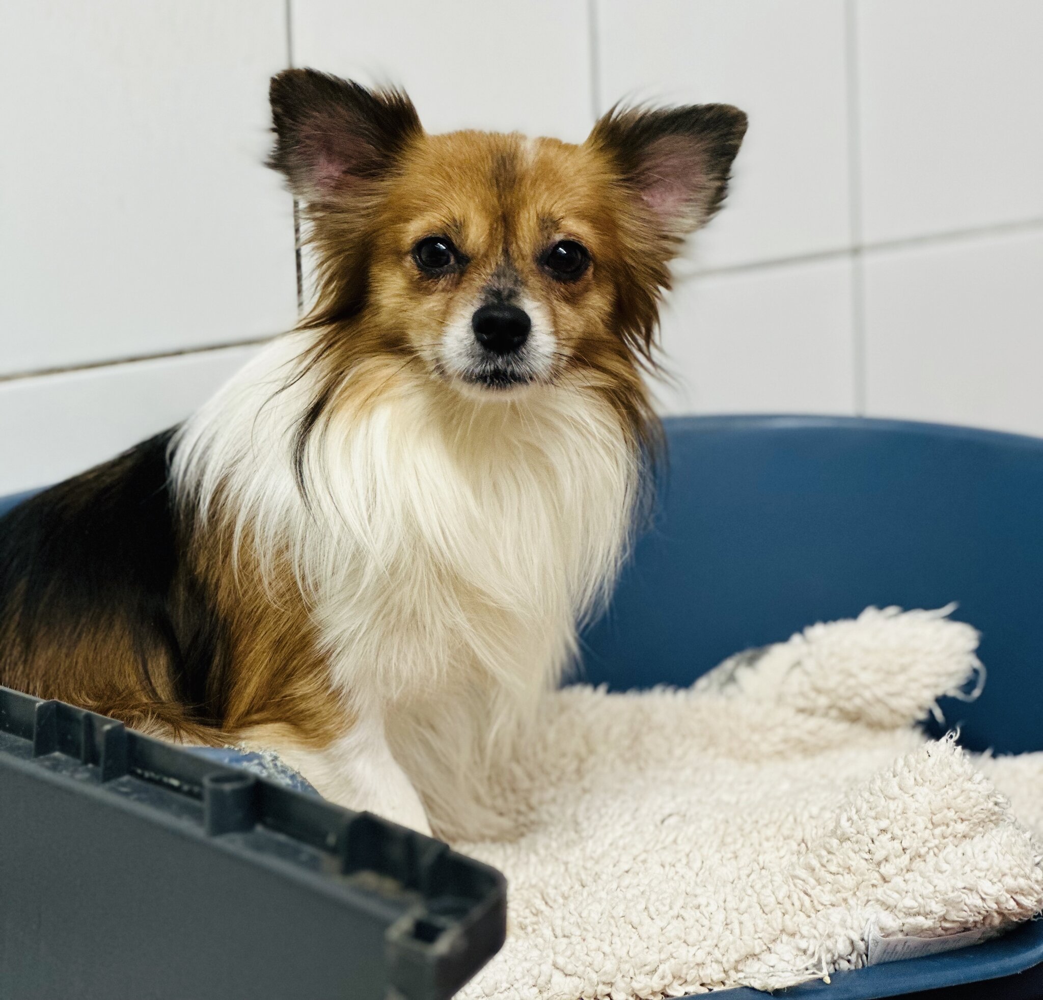Hundeerfahrene Haushalte gesucht: Tacco und weitere Chihuahua Mixe ...