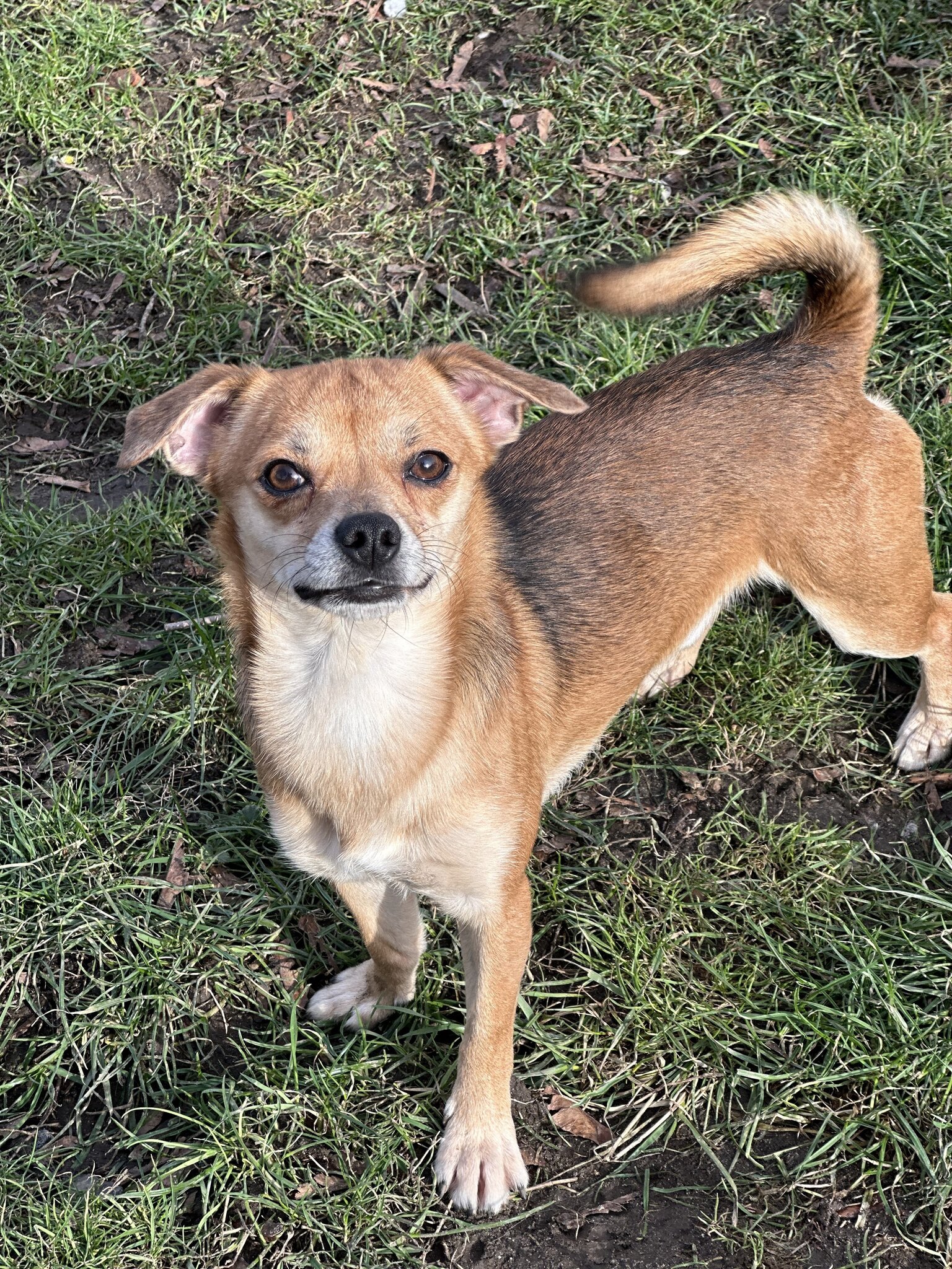 Menudo ist ein Chihuahua Mix: Spring- und Kletterkünstler sucht Zuhause ...