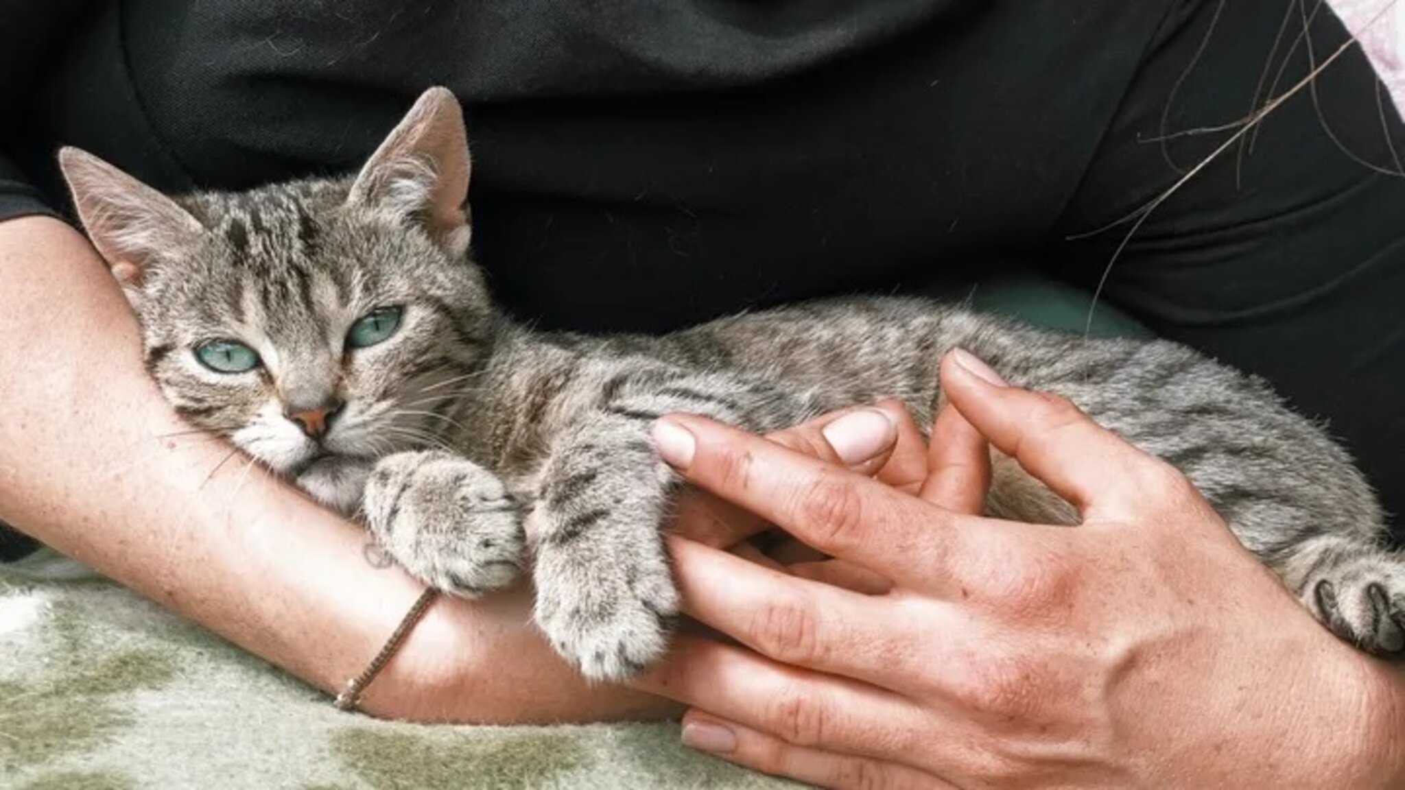 Katze in Not: Knieoperation für die lebensfrohe Marla - Neustadt/Weinstraße