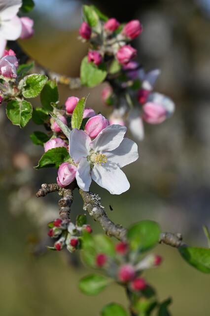 Fotos: Apfelblüte - Jockgrim