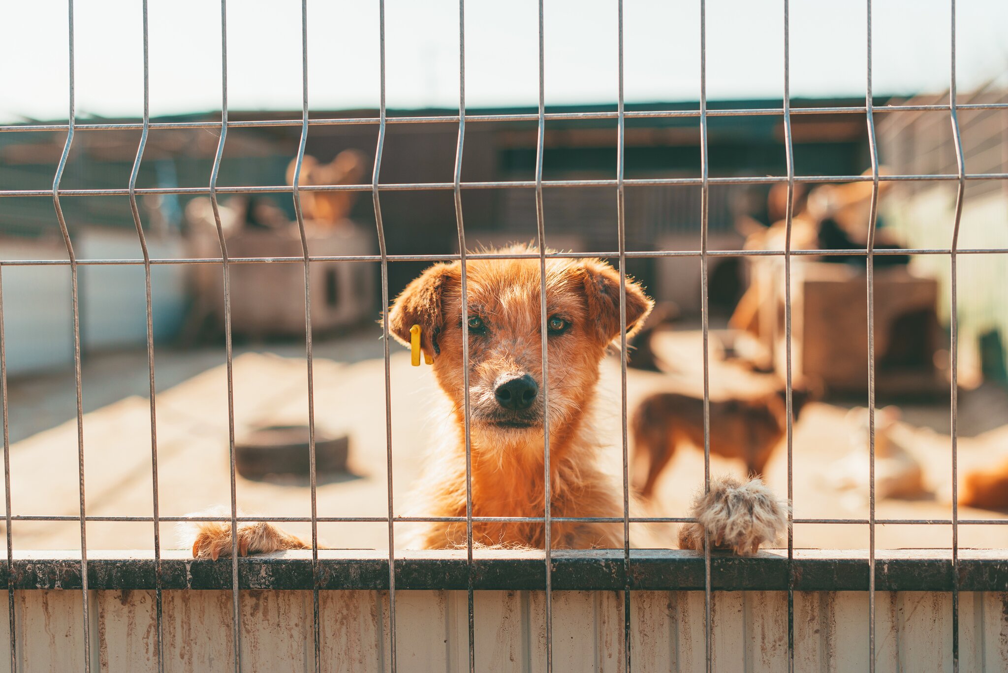 135.000 Euro für den Tierschutz: Terra Mater erhält Förderung aus Mainz ...