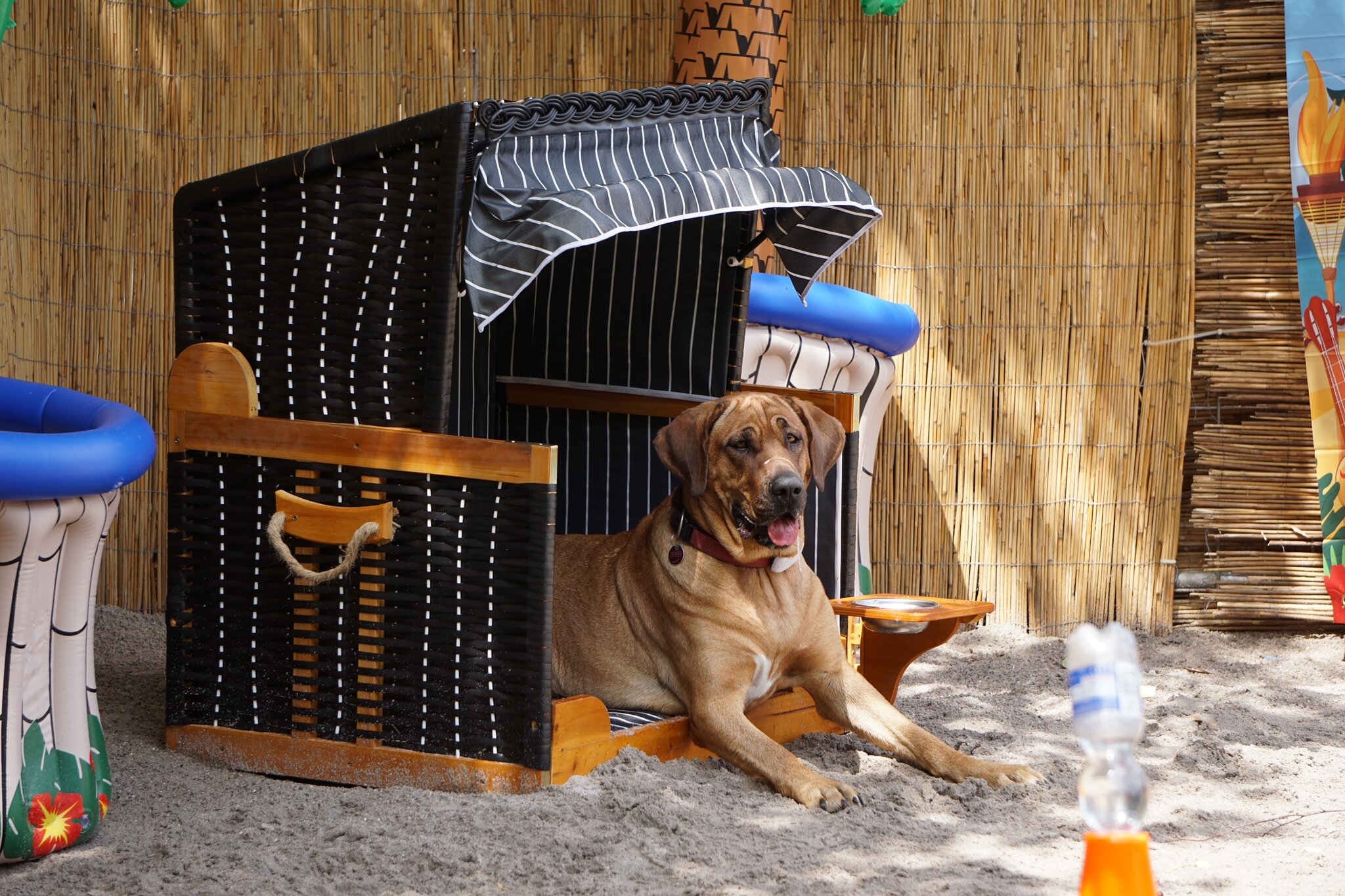 Beach Party für Hunde – Tierretter bieten Pool und Programm für ...
