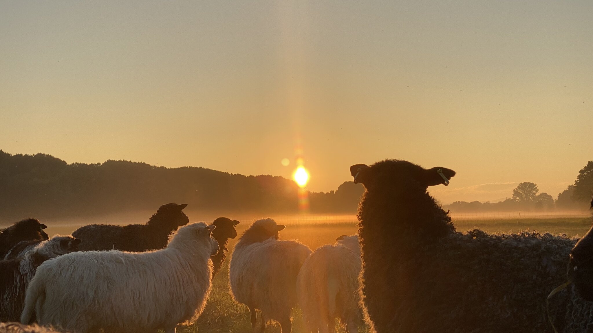 Vernissage "Ein Schäferjahr im FFH-Gebiet": Eine Reise durchs ...