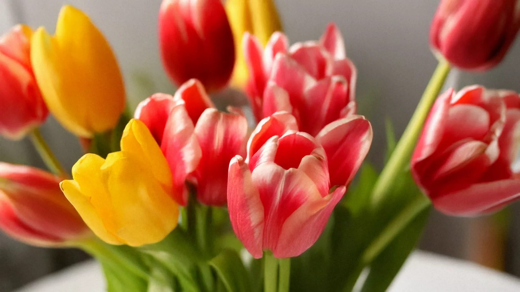 Tulpen Langer Frisch Hausmittel