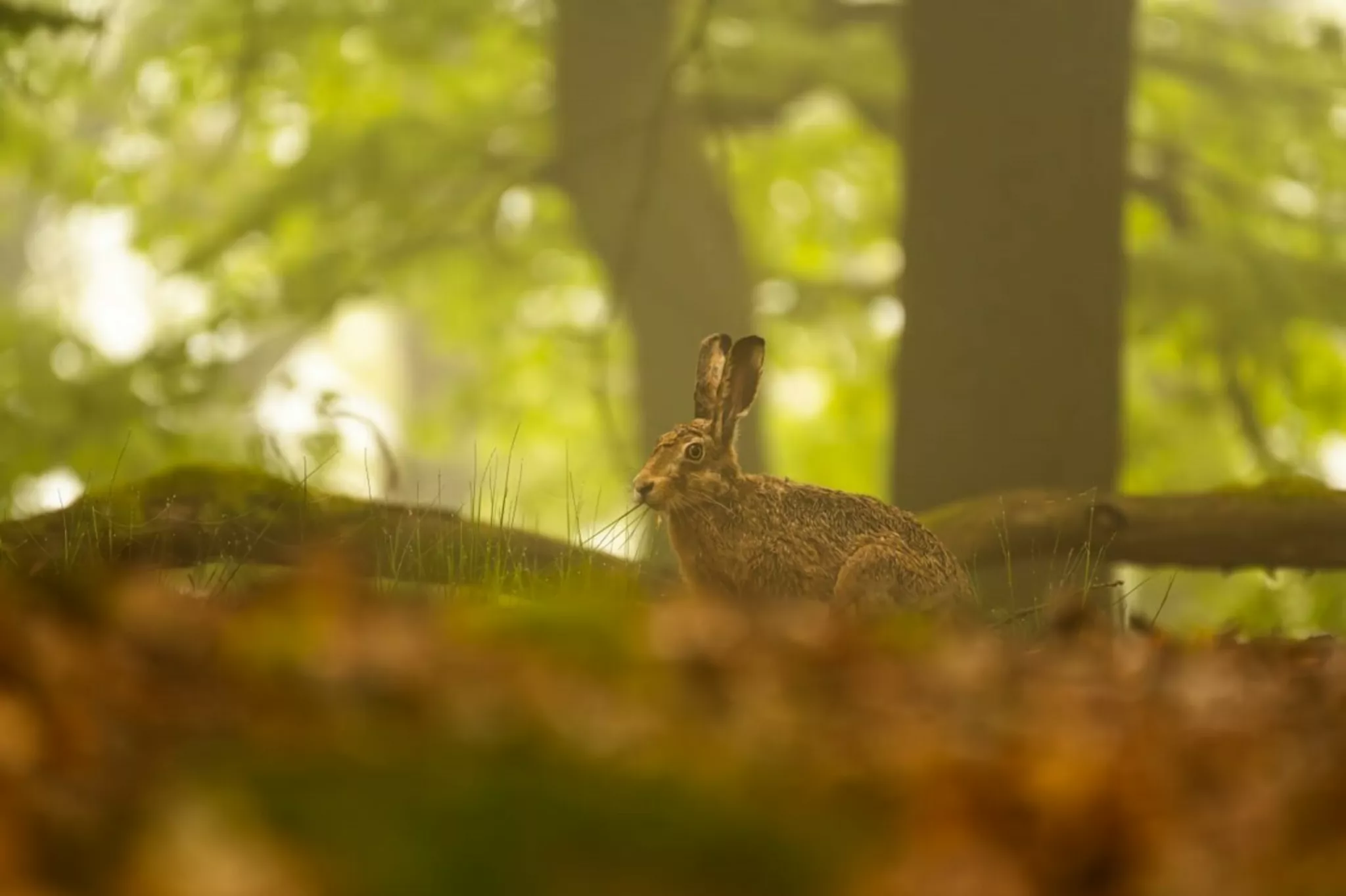 Osterhasen undercover im Pfälzerwald – Feldhasen mit GPS zeigen "wie ...