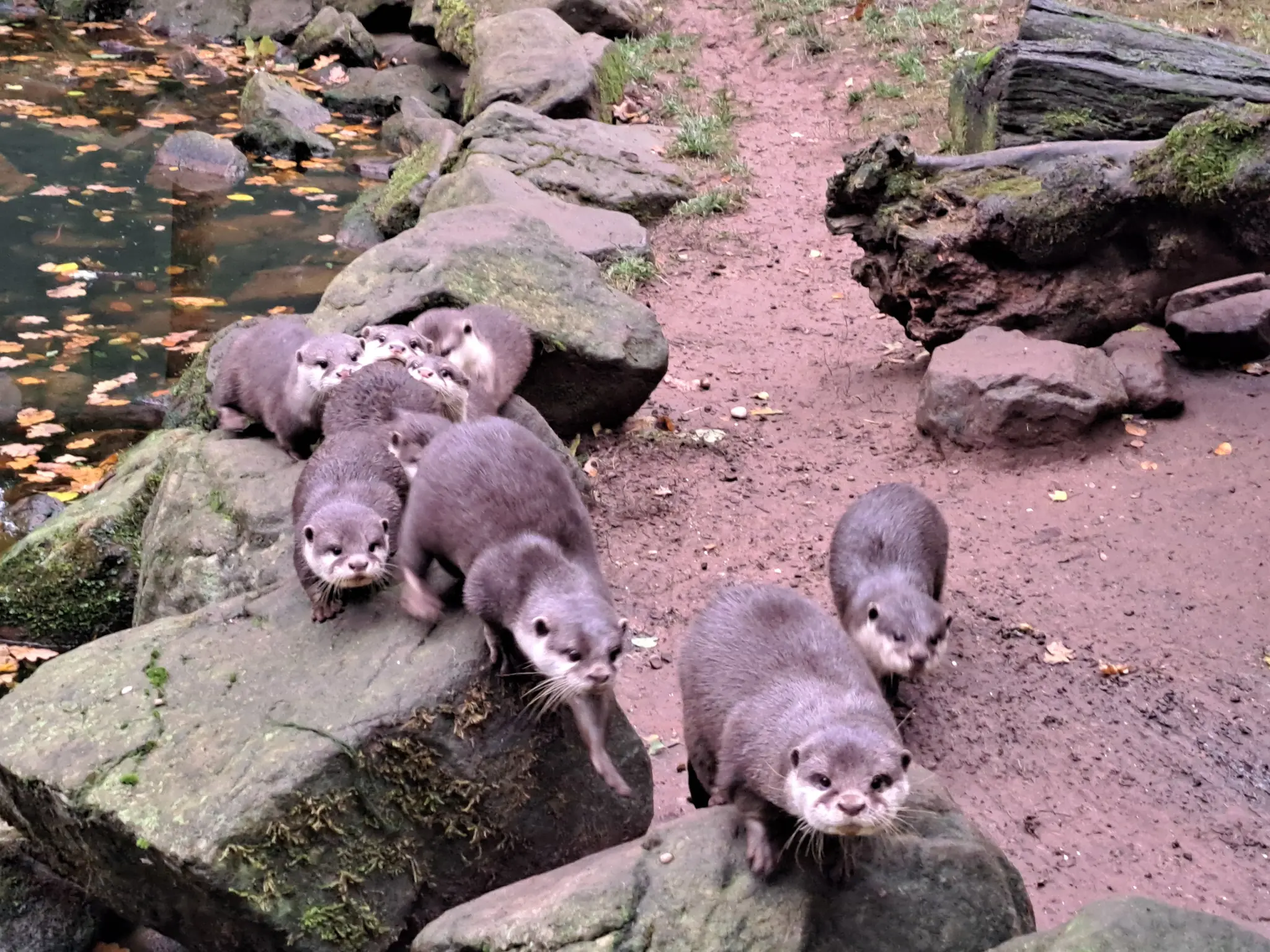Jetzt abstimmen: Wie sollen die Otterbabys im Lautrer Zoo heißen ...