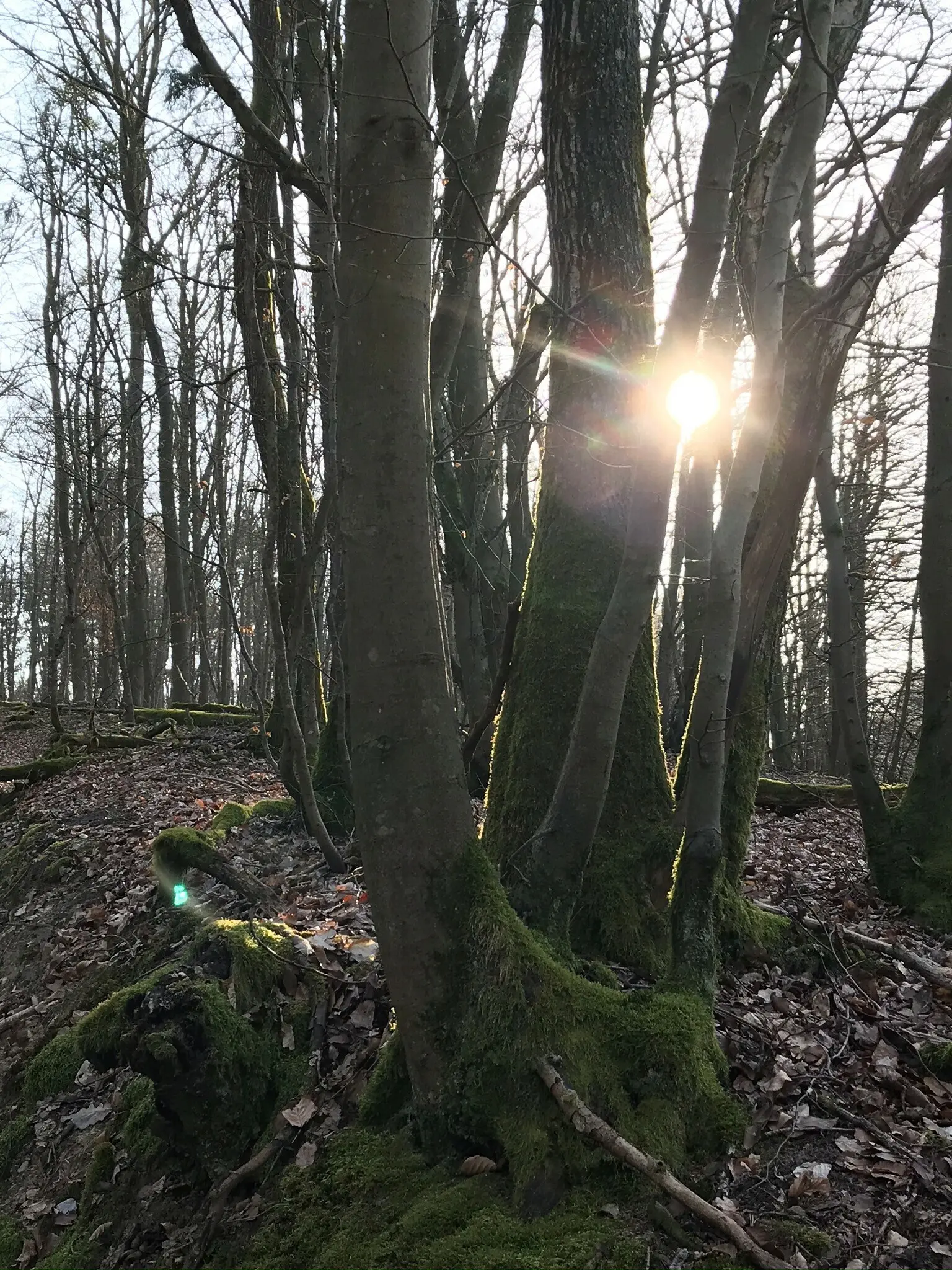 Vandalismus: Toiletten auf dem Hauptfriedhof vorübergehend gesperrt ...