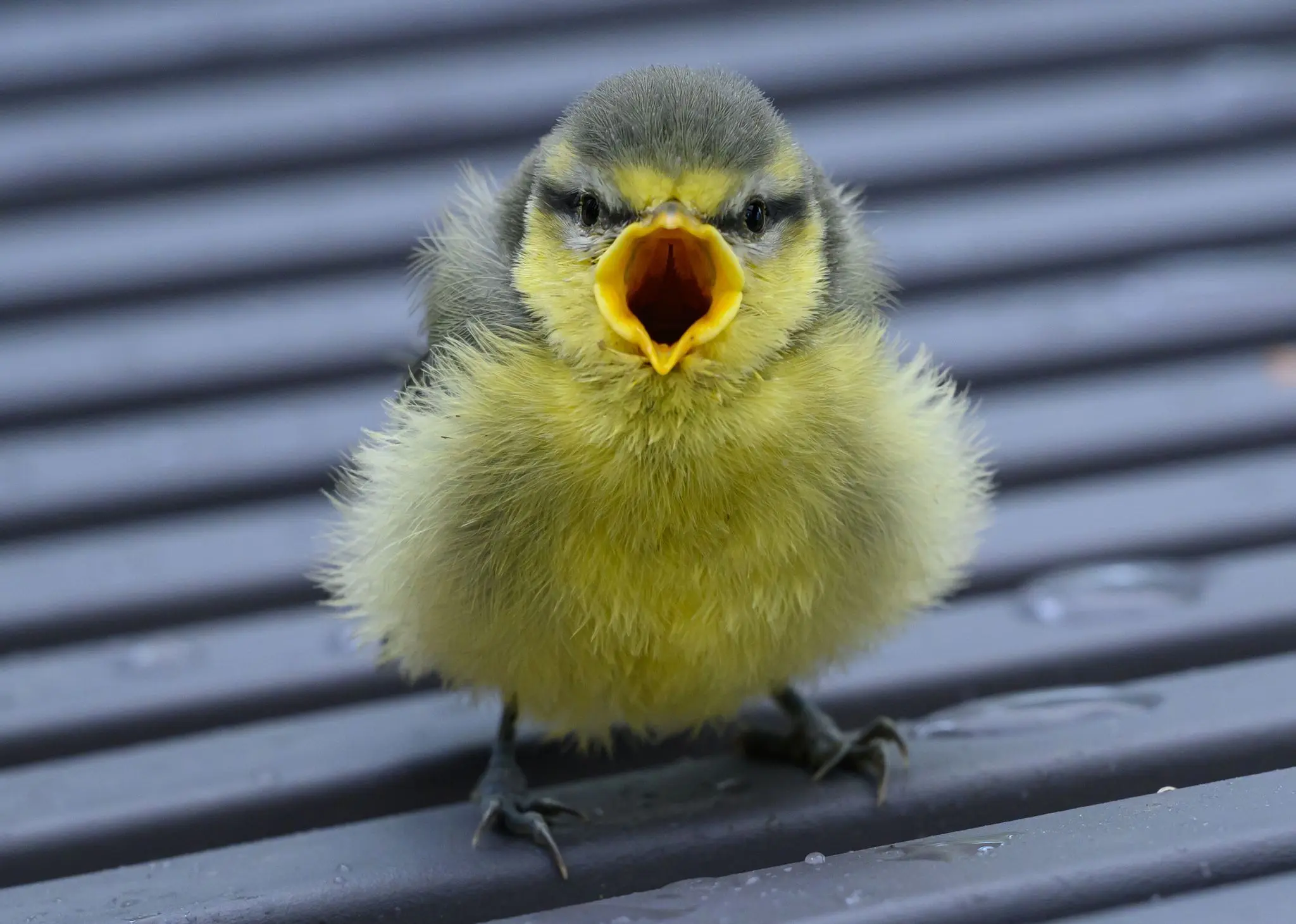 Vogelküken gefunden: Wann Helfen nötig ist – und wann nicht