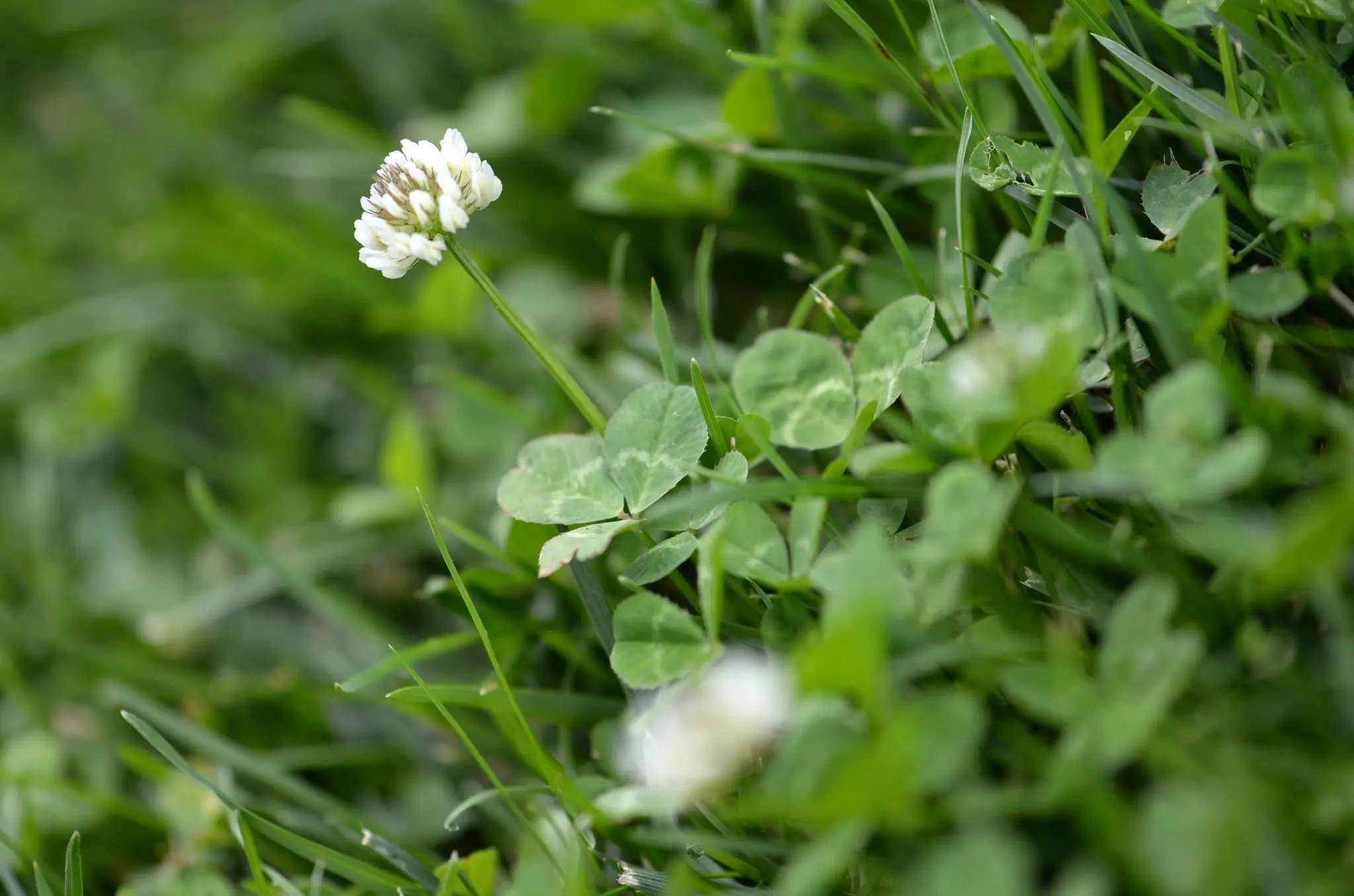 Garten im Frühsommer pflegen: So bleiben Beete trotz Hitze stark