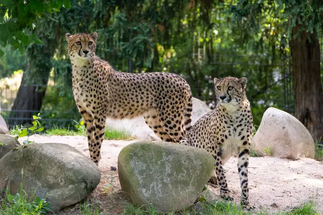 Wilhelma: Gepardenbrüder Sam und Frodo neu in Stuttgart