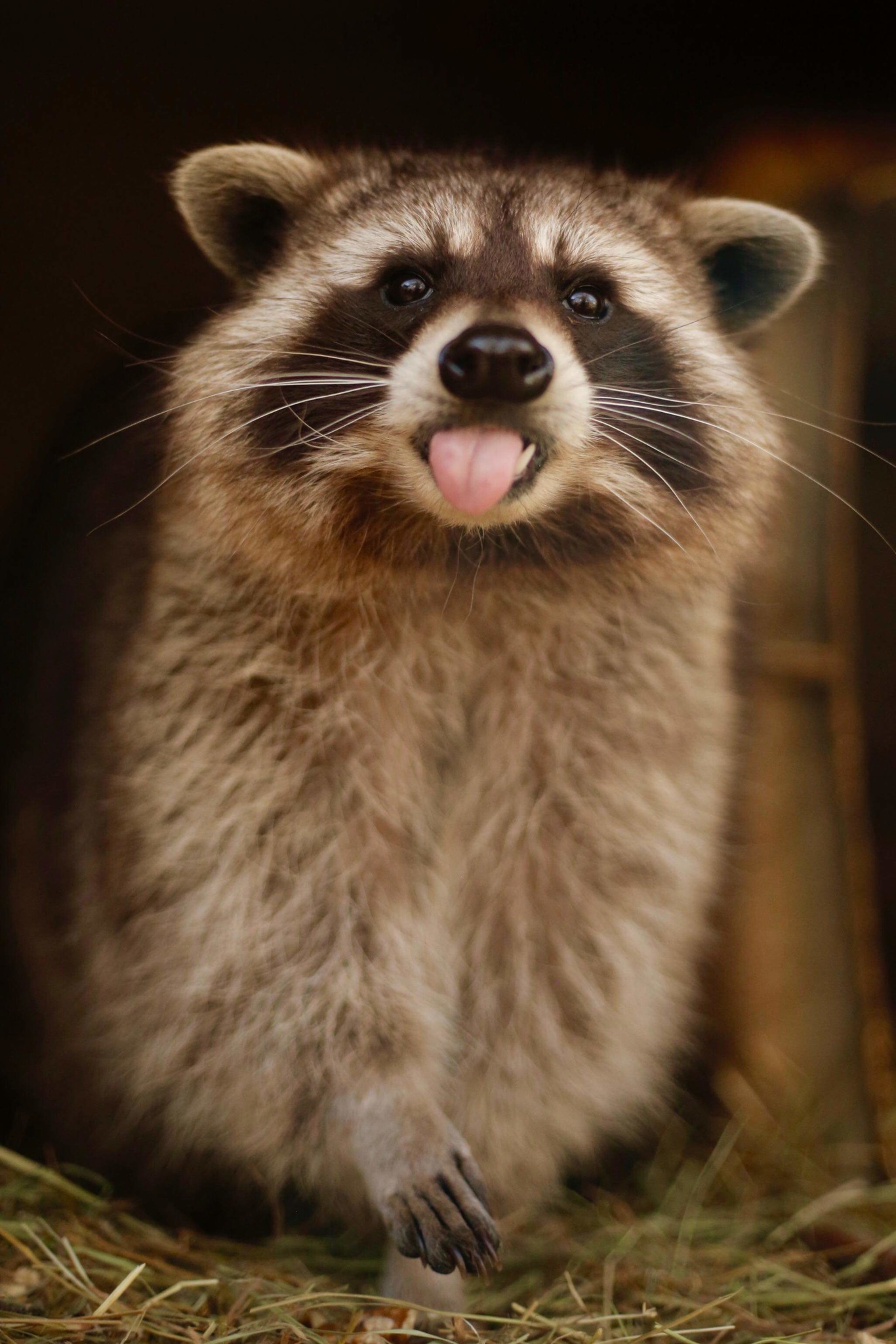 Bähh ... Bilbo Frech(dachs)waschbär