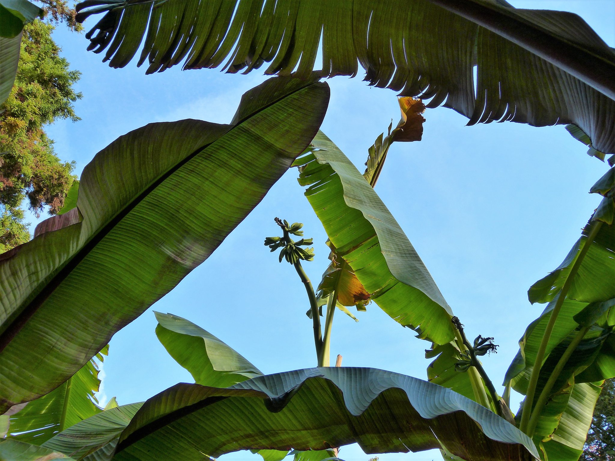 Bananen im Botanischen Garten