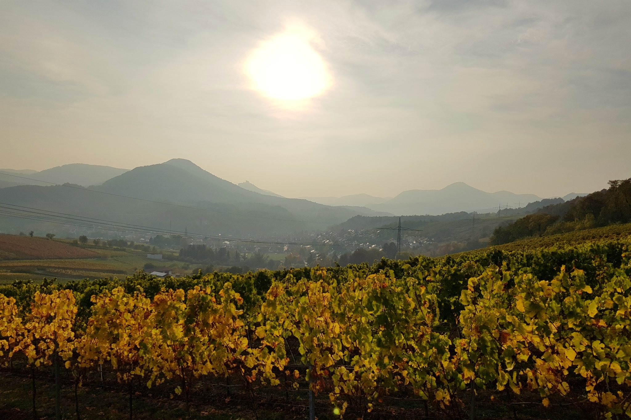 Blick über Albersweiler Richtung Trifels