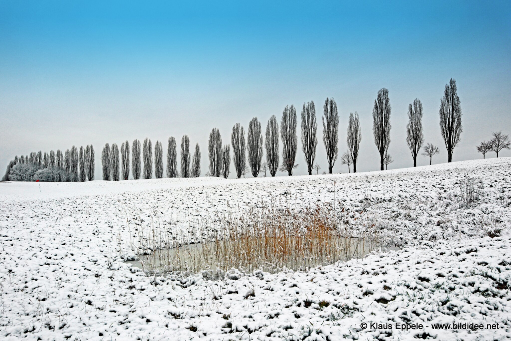 Pappelallee im Schnee