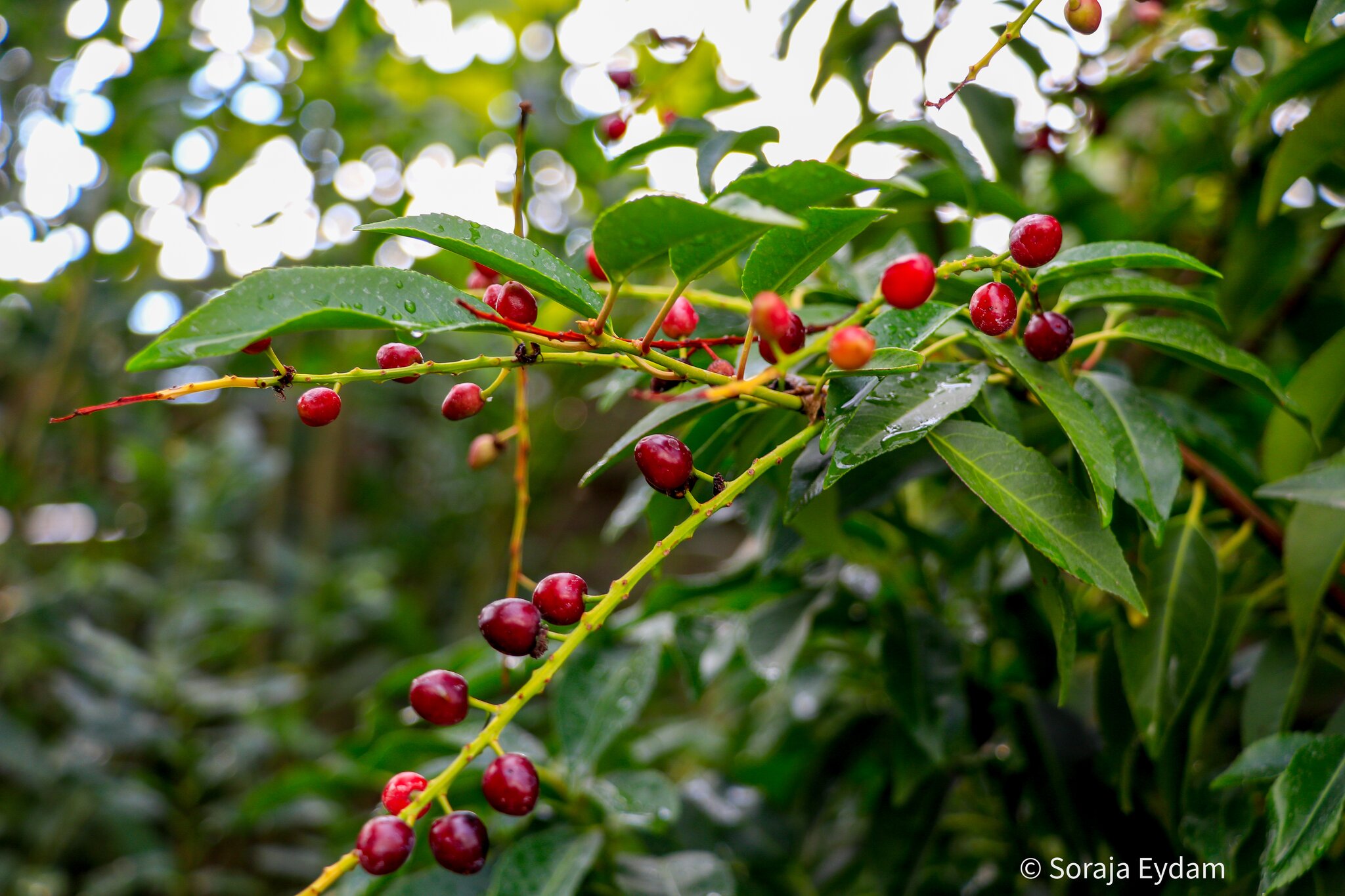 Schöne, aber giftige Lorbeeren