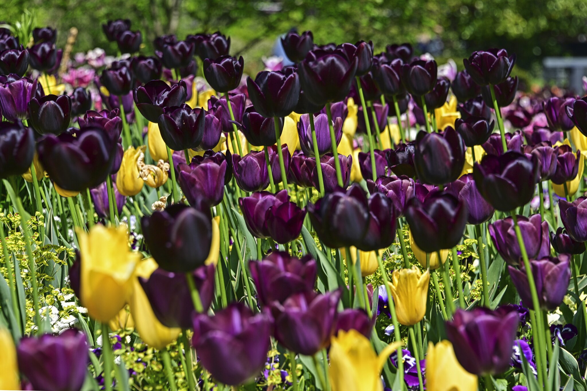 Tulpenträume von der BUGA