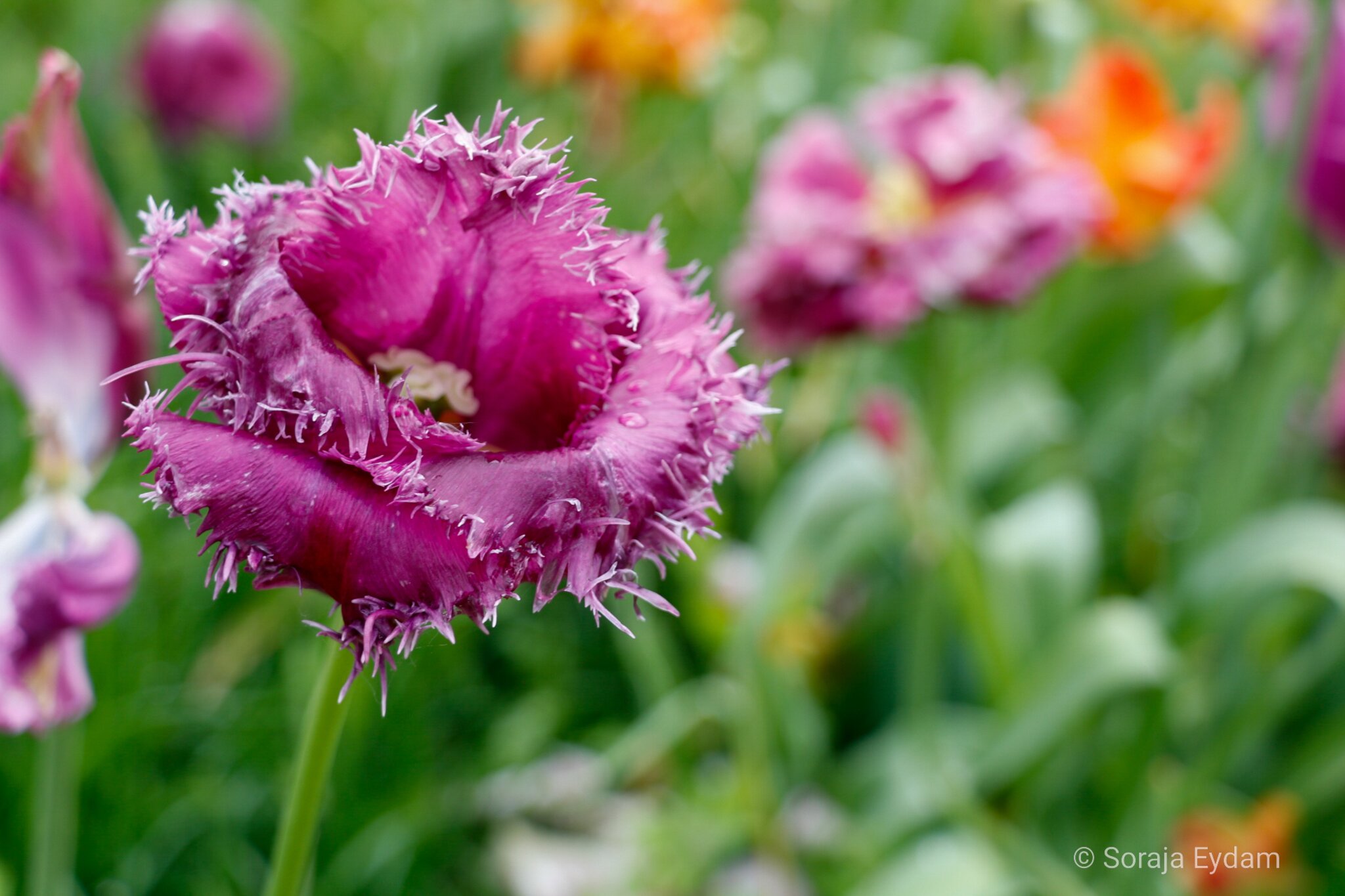 BUGA 2023 Mannheim_Fransen-Tulpe