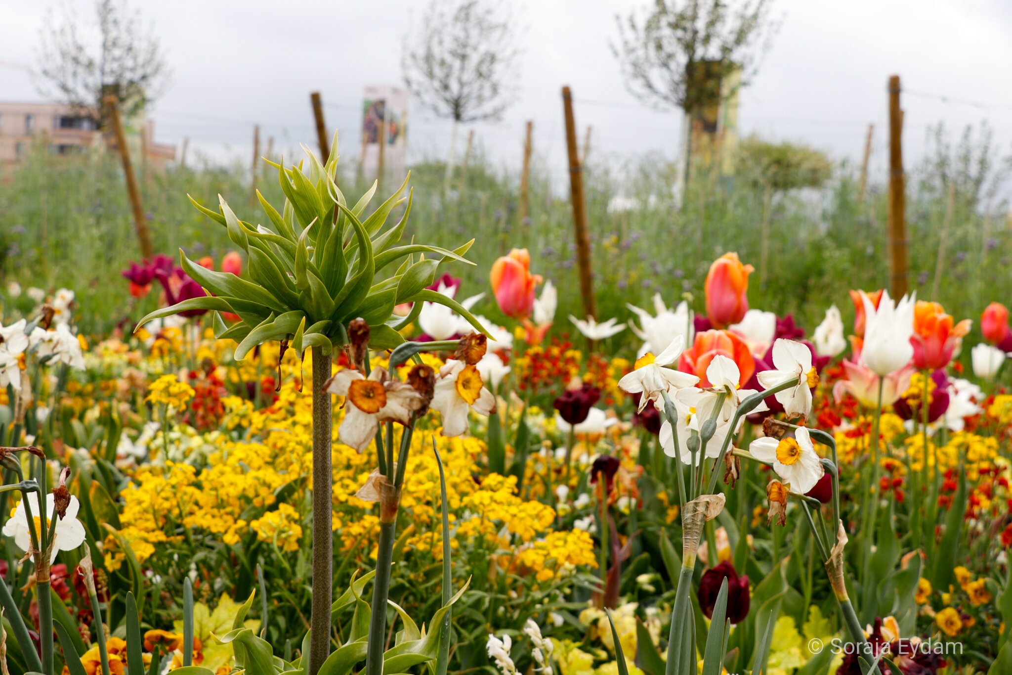 BUGA 2023 Mannheim_Florale Frühlingsboten