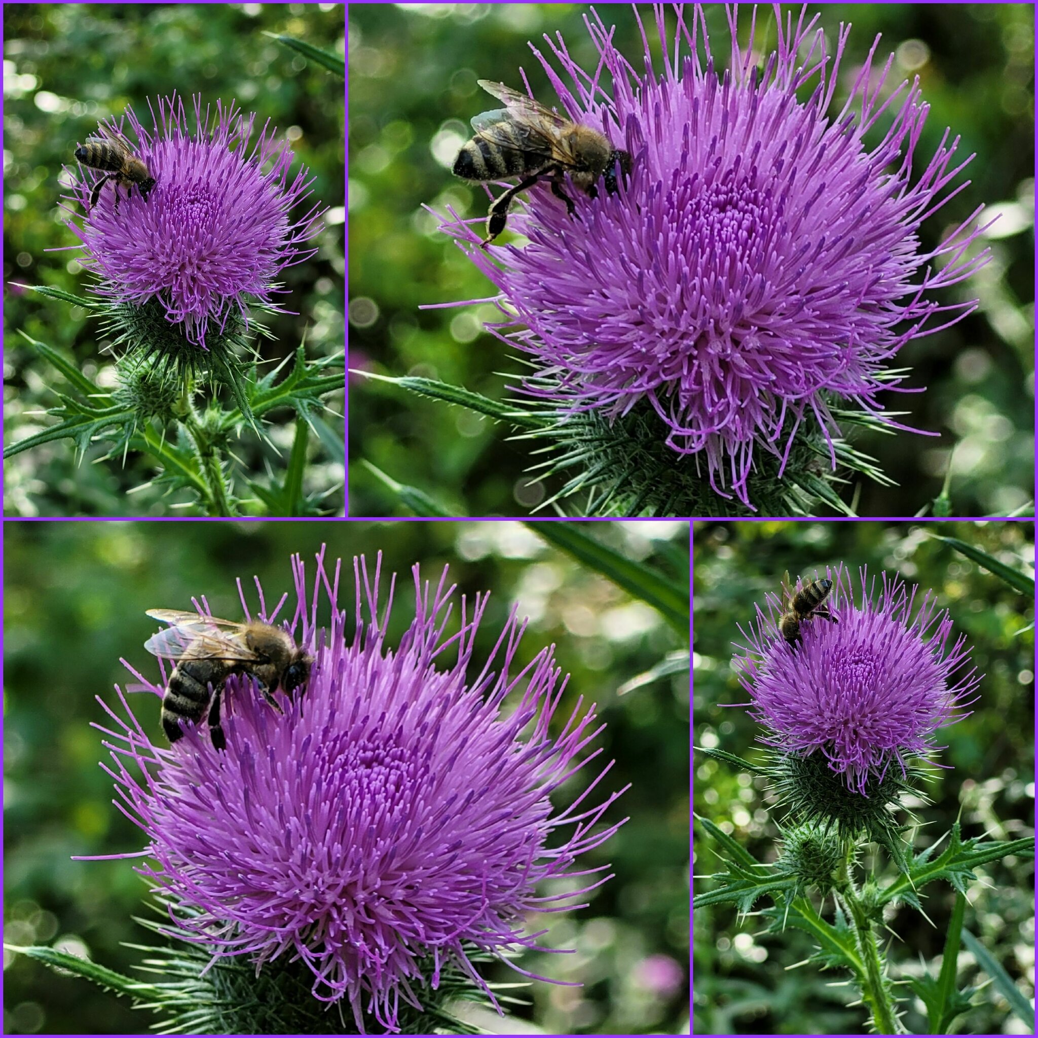 Nektar sammeln auf der Kratzdistel