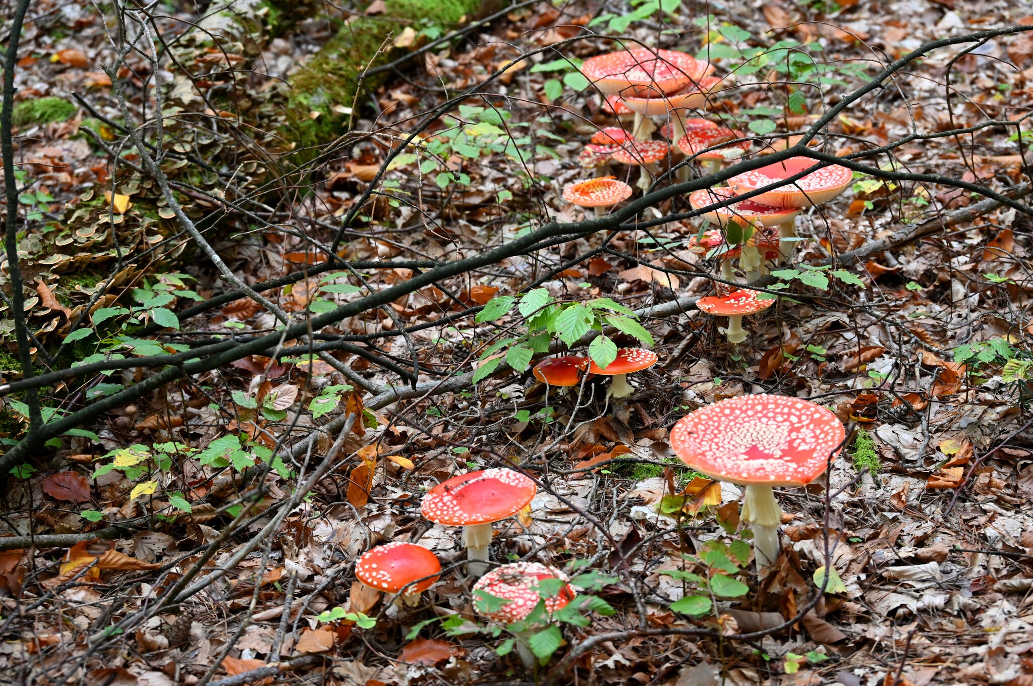 Fliegenpilze Im Bienwald