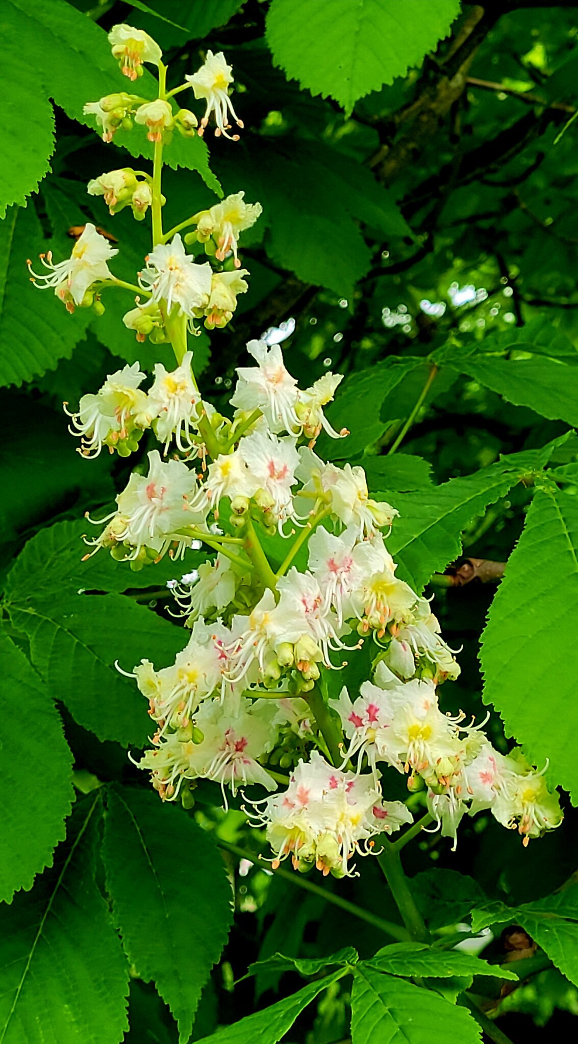 Blüte des Kastanienbaums