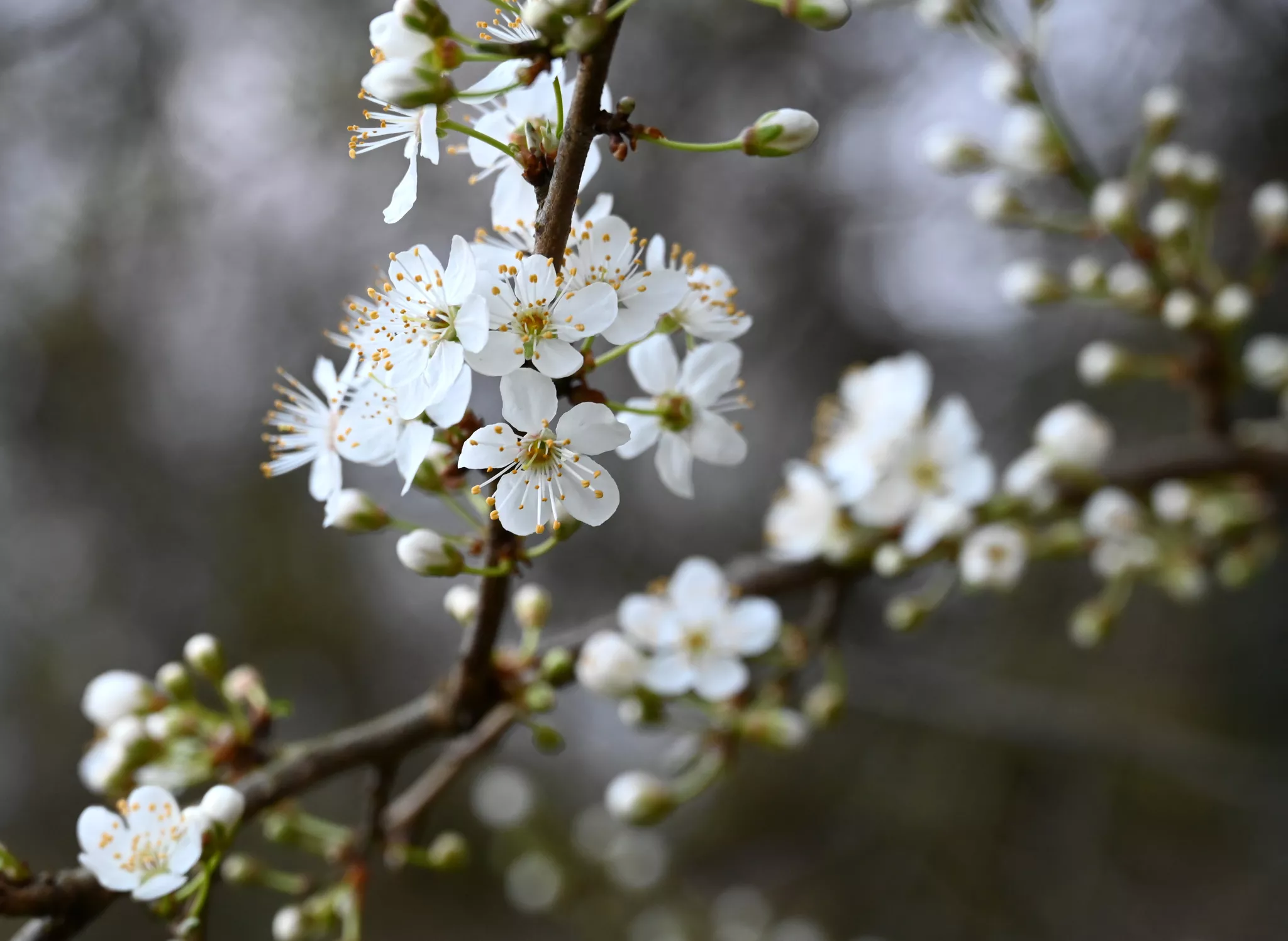 Prunus