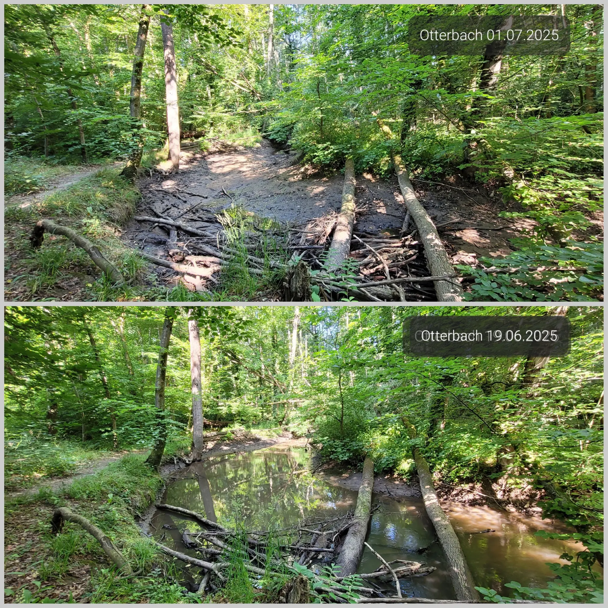 Otterbach bei Jockgrim am 19.06. und 01.07.2025